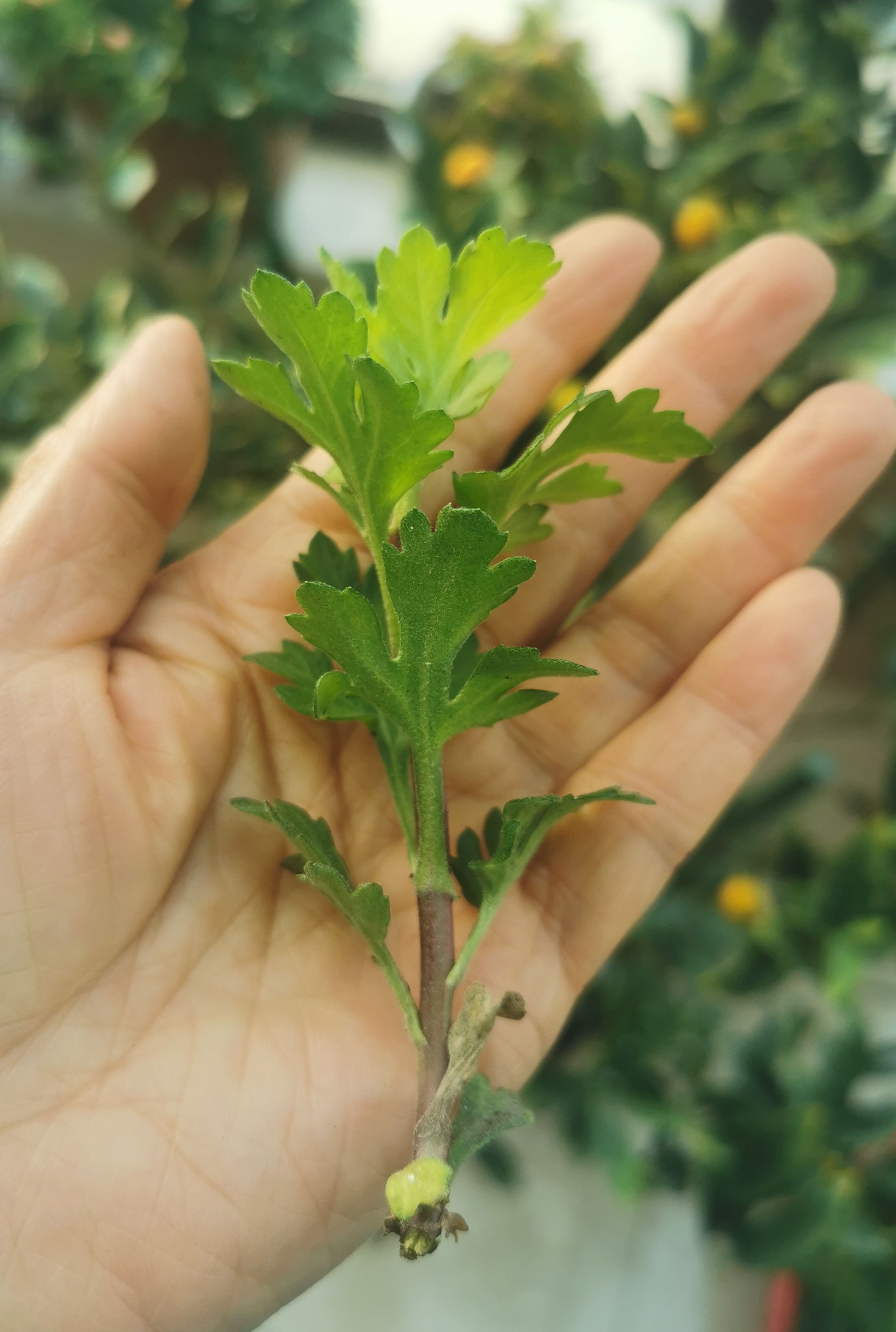 Cut flower (daisy) chrysanthemum, from a small bud to cut flower ...