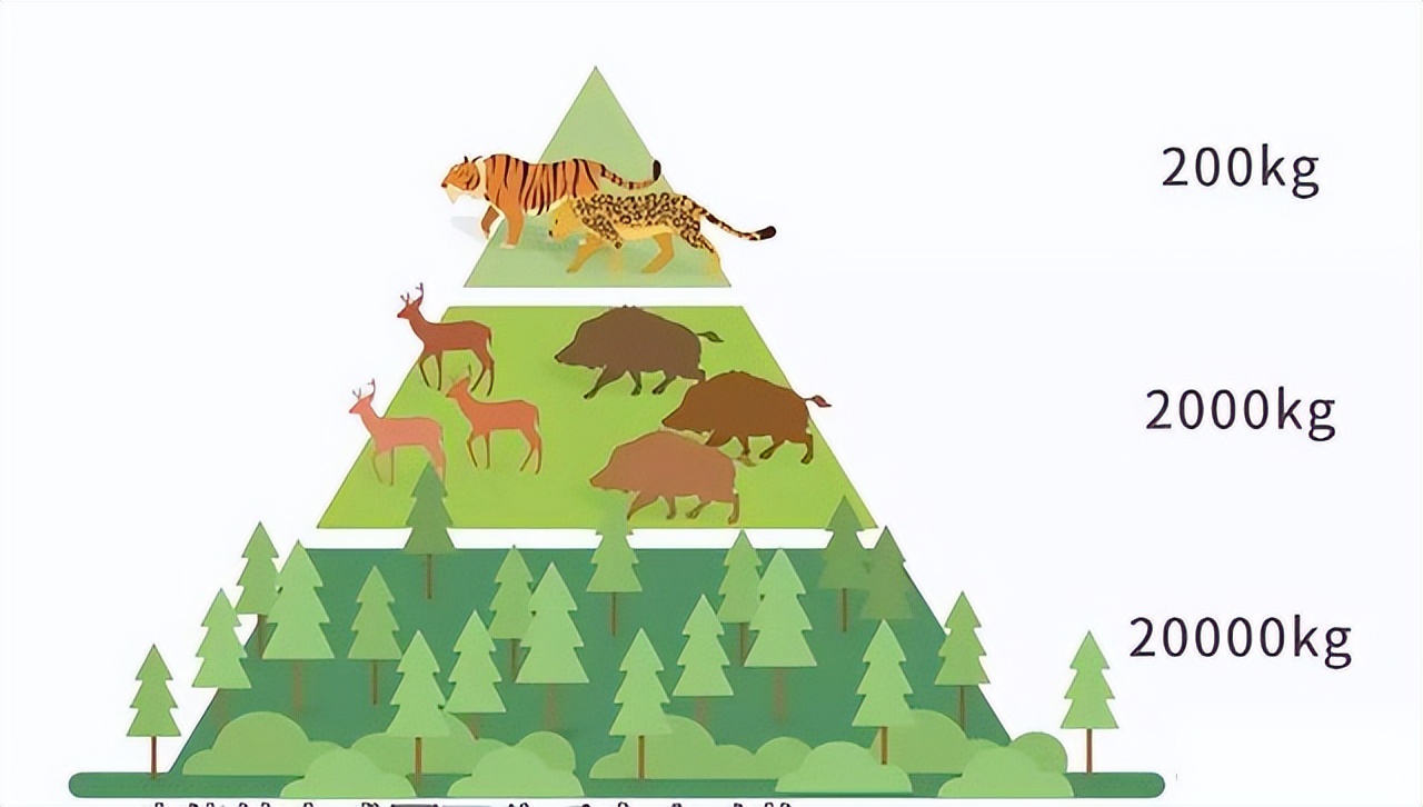 Why do humans eat the meat of herbivores but not carnivores?After ...