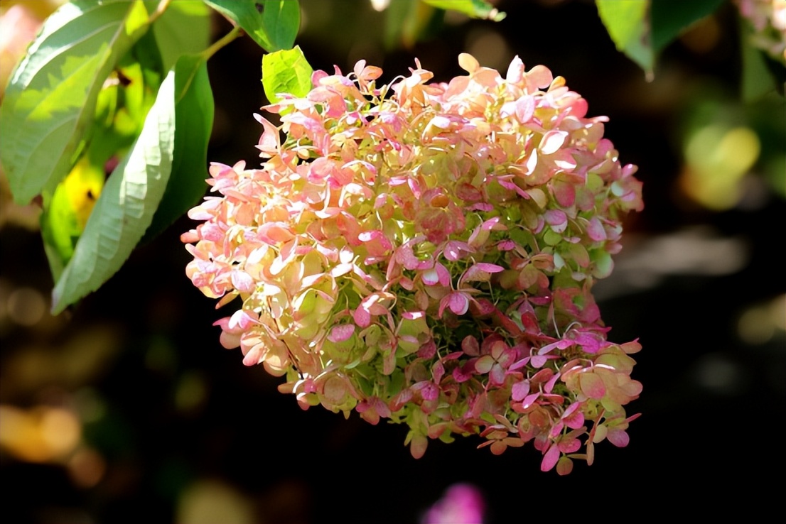 The "balcony item" that Yan Control can't miss, the cone hydrangea like ...