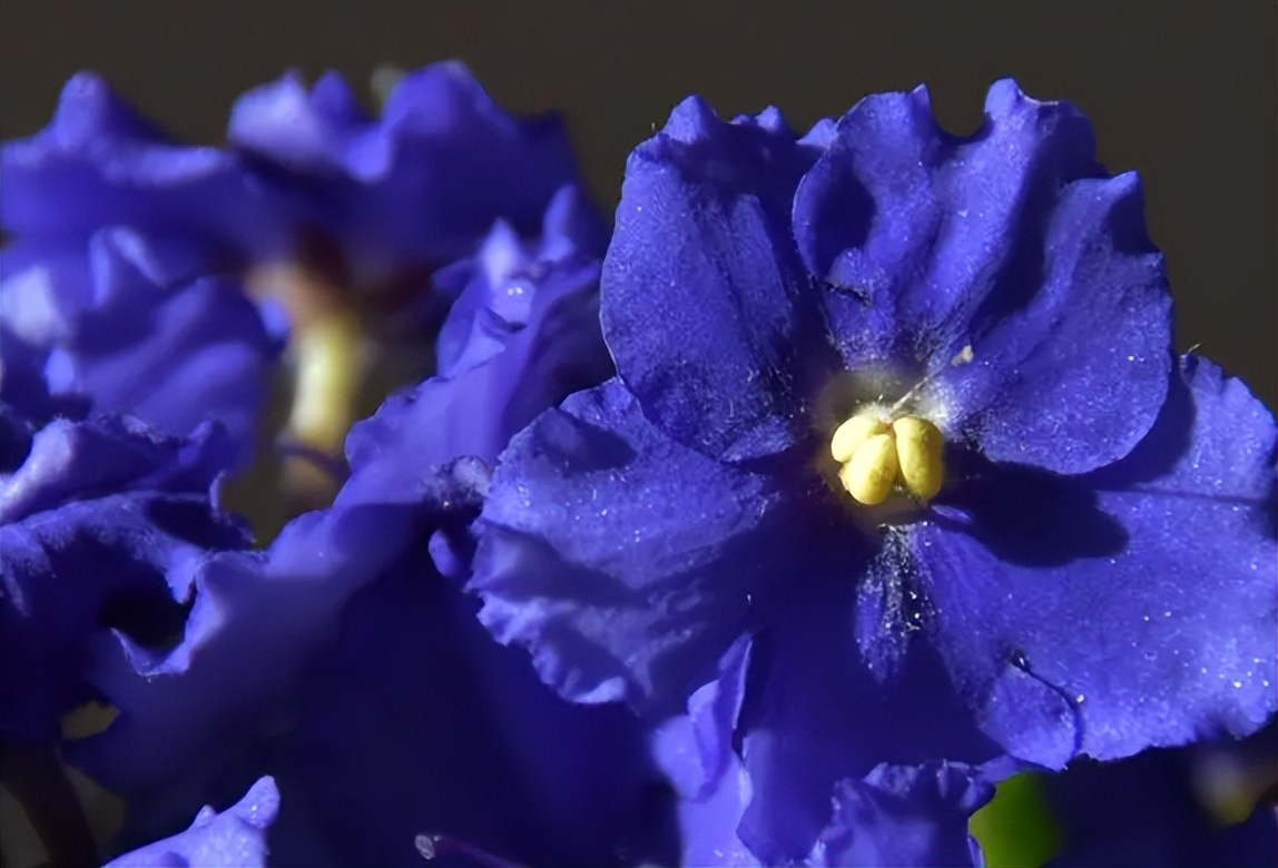 The Beauty of Violets: A Wonderful Garden Exploring Diversity, History ...