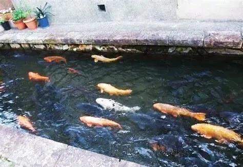 Why can Japan's "drainage ditches" support koi?Is it really because the ...