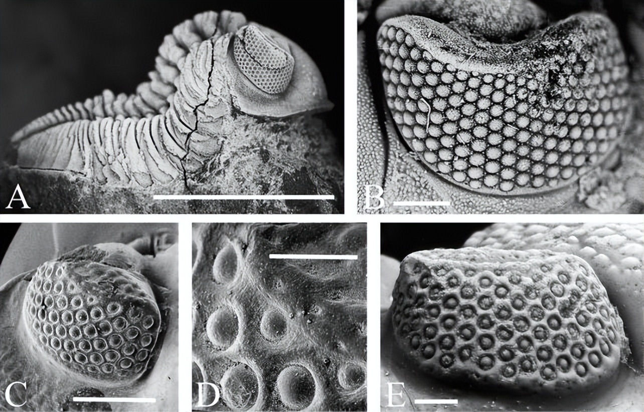 Ancient crystalline eyes: the evolution of vision in trilobites - iNEWS