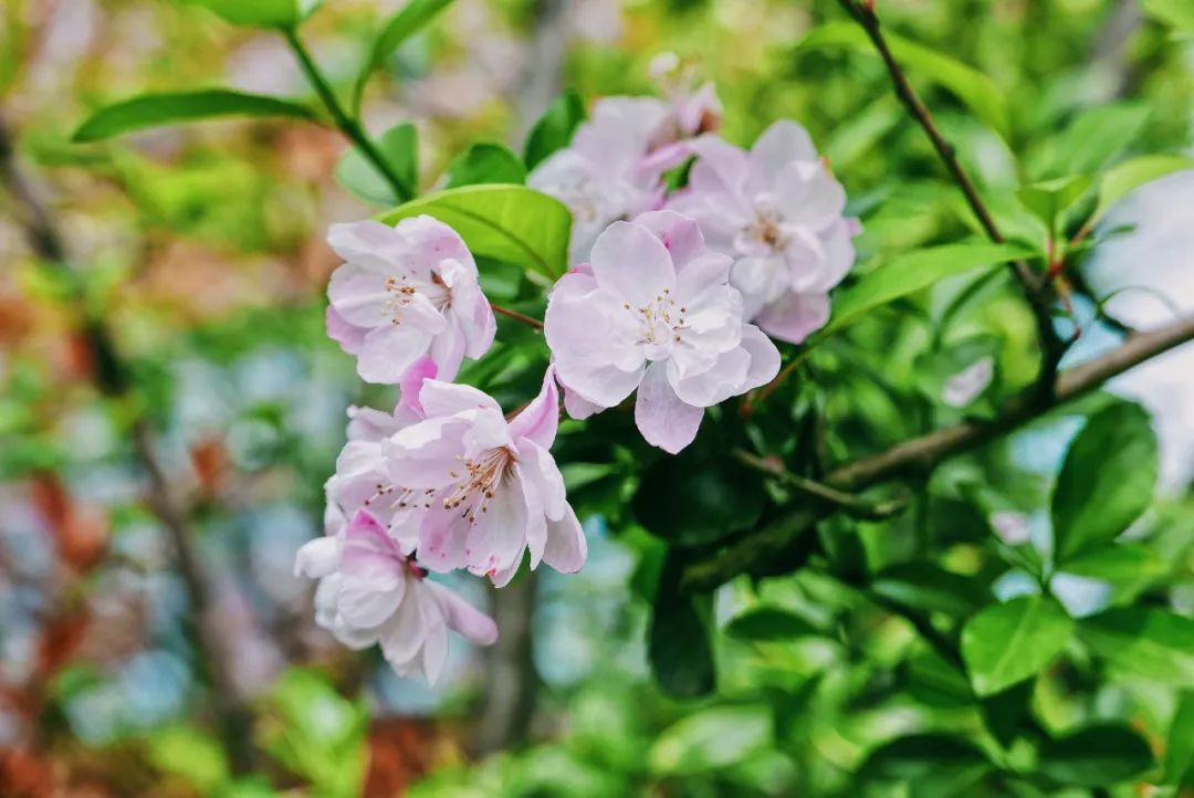 30 Collector's Edition Beautiful Poems, For You Gentle - iNEWS