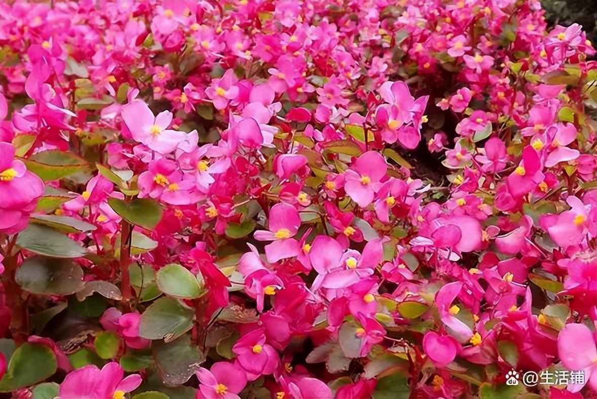 There is one kind of flower raised at home, with a large amount of ...