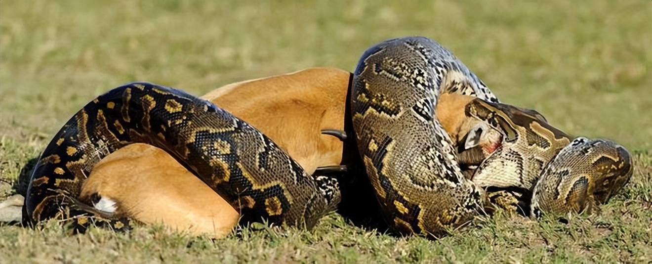 Animal Fun Fact: Can Pythons Really Swallow Adults? - iNEWS