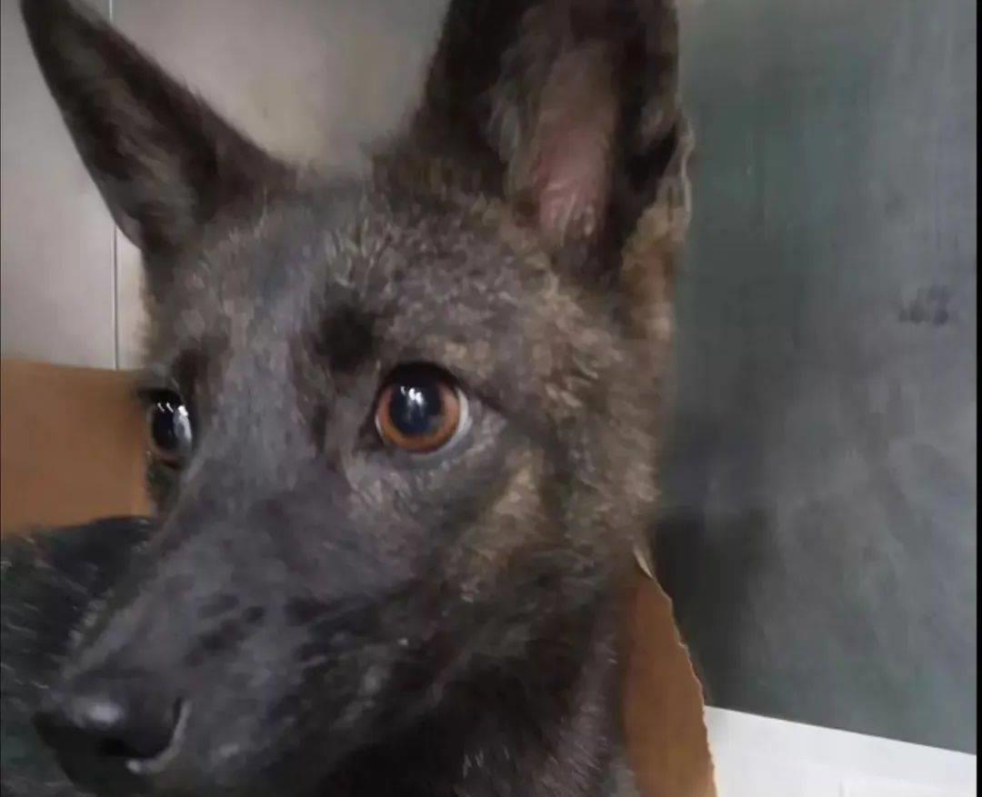 The world's first new breed of dog and fox hybrid, scientists believe ...