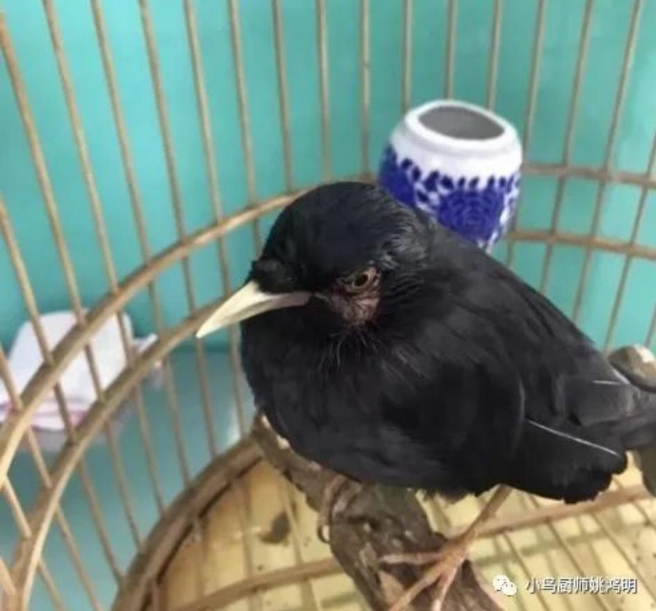 The bird has a bump on its head and face! - iMedia