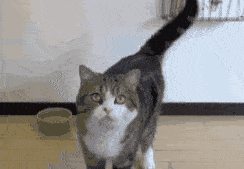 Cats can talk with their tails. How many of these 9 tail languages do ...