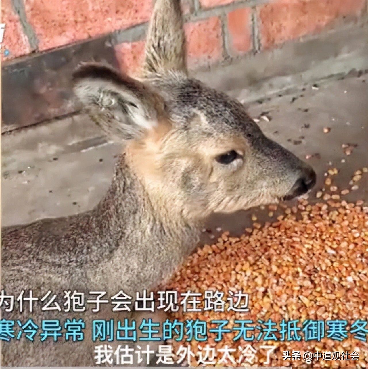 Heihe: Silly roe deer lying on the side of the road seeking help, was ...