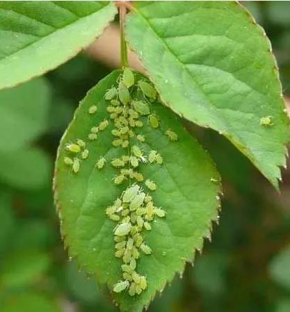 How to identify common rose pests? - iNEWS