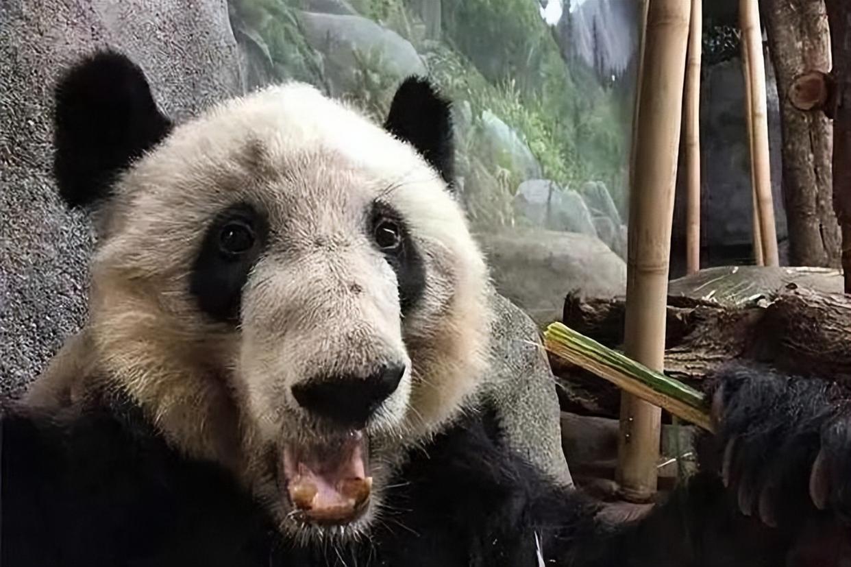 The giant panda Yaya will be sent back to China by FedEx. Why is Yaya ...
