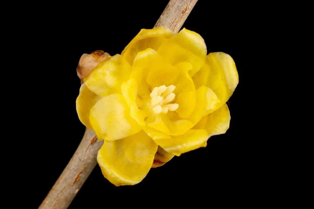 Wax plum?Or Lamei? - iNEWS