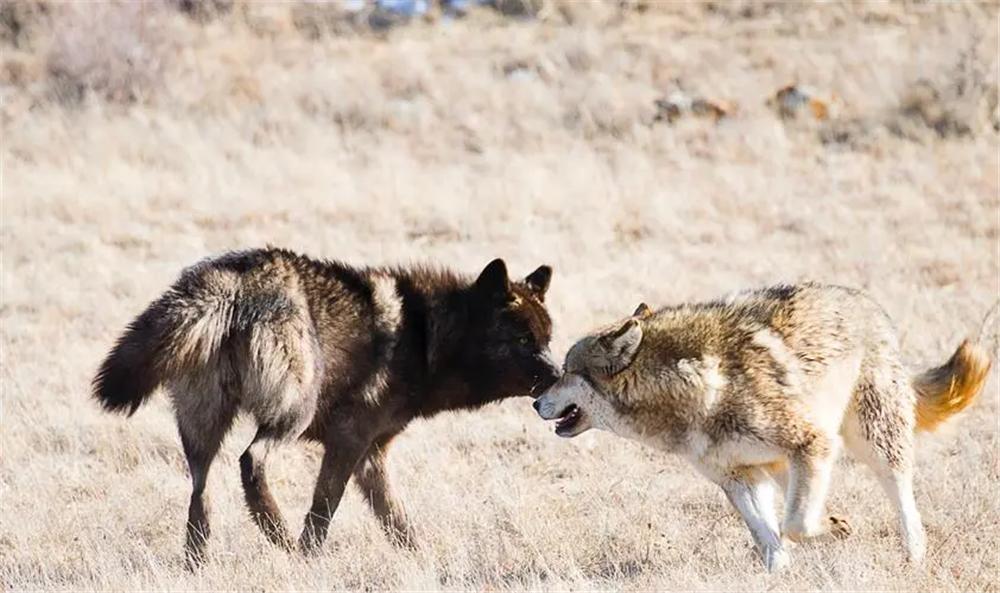 The head wolf was injured by hunting, the female wolf licked the wound ...