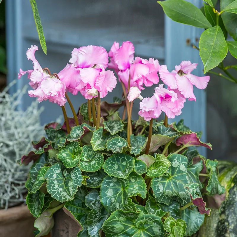 The cyclamen that blooms in winter, do a few things right, and it will ...