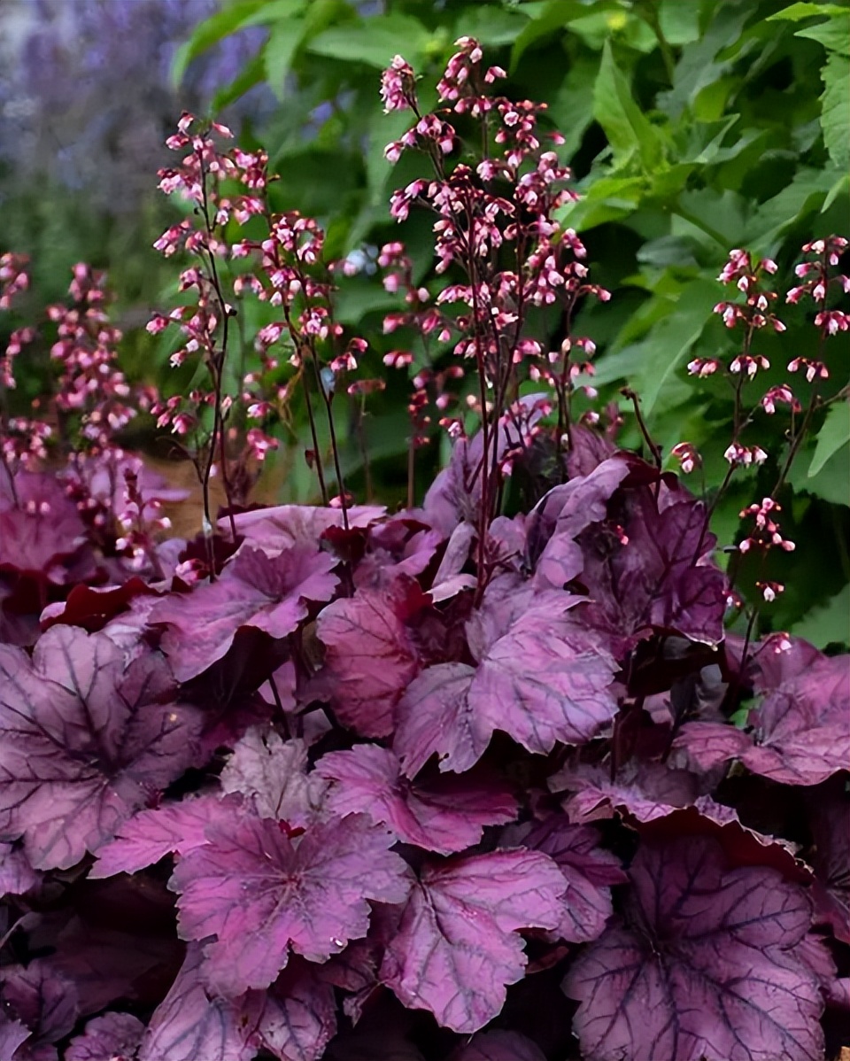 Alum root - a palette in the garden - iNEWS