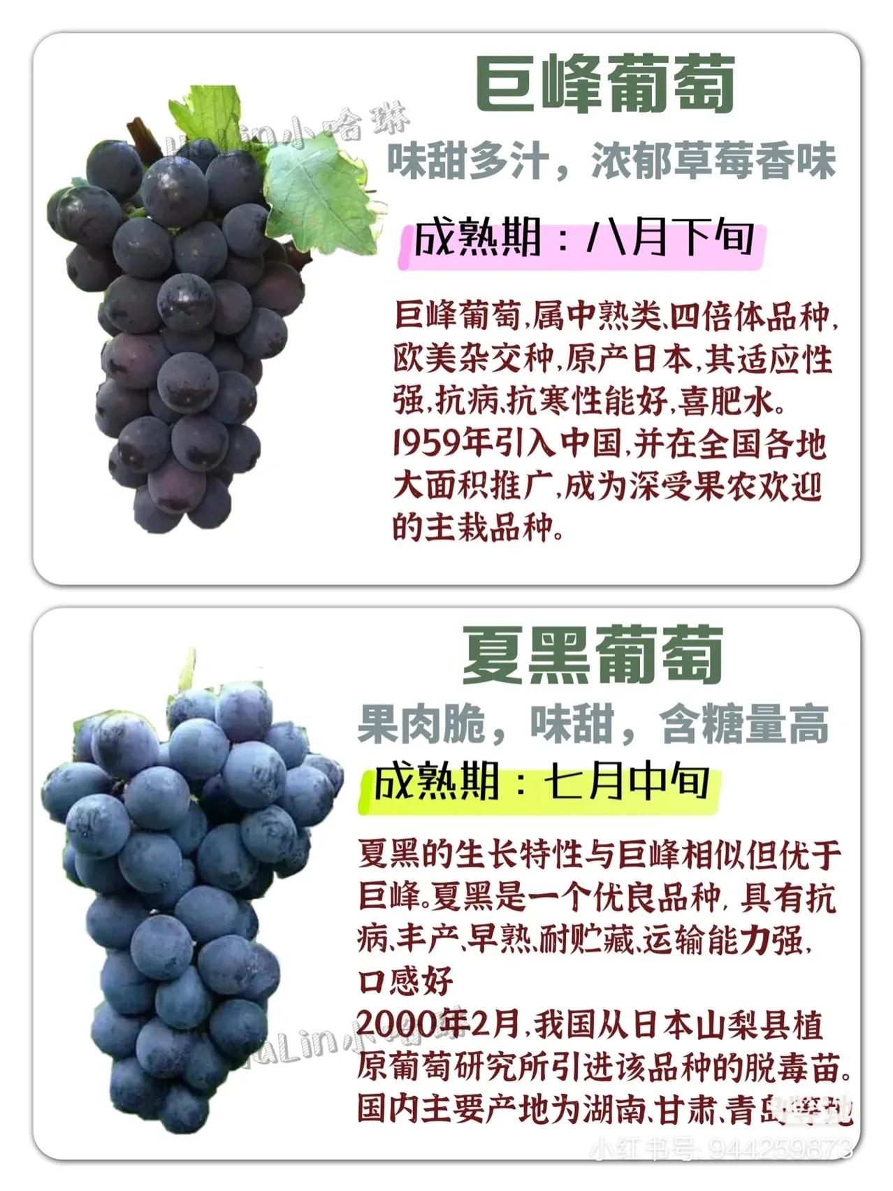 Common grape differences and taste - iNEWS