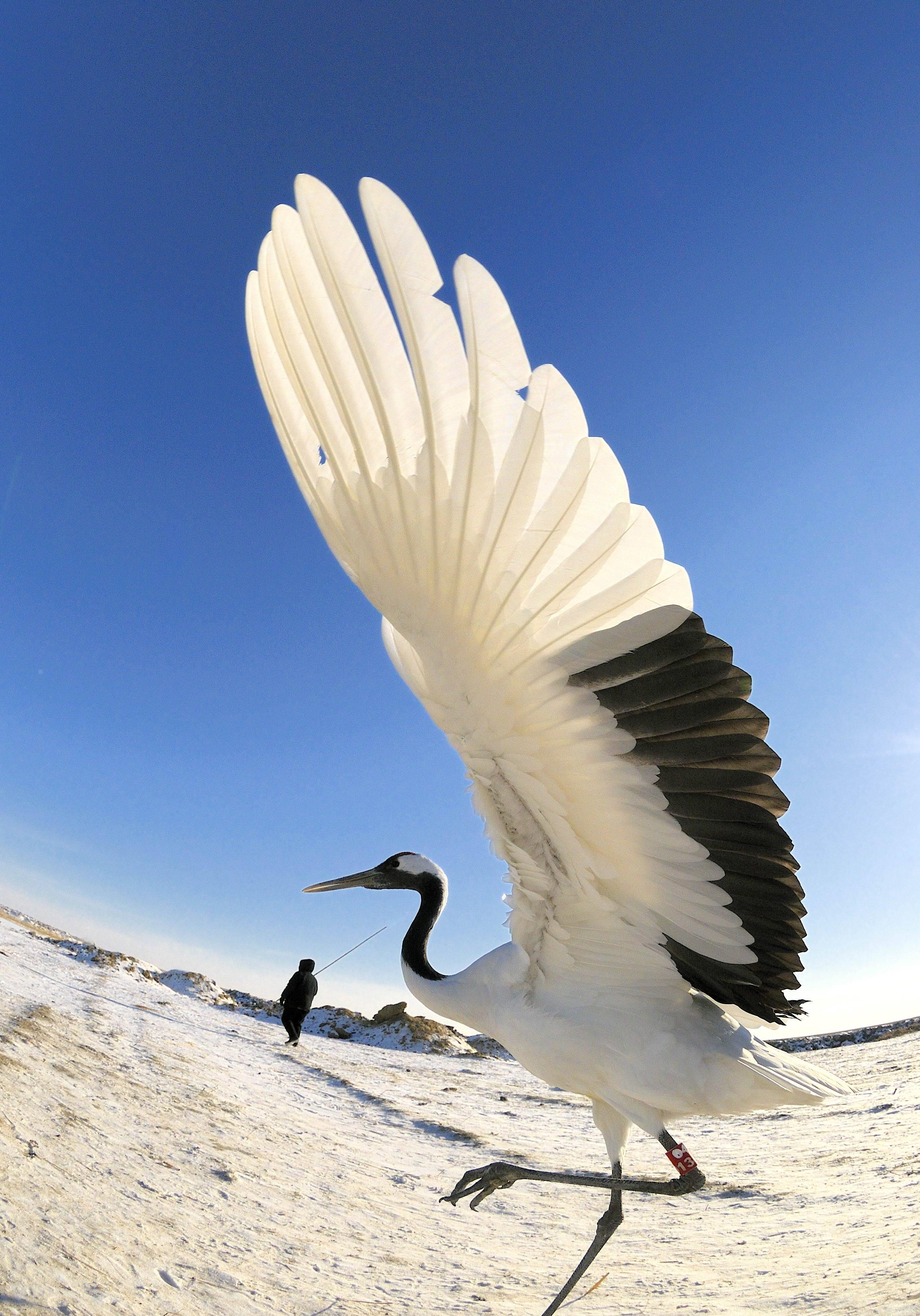 China's top ten famous birds - iMedia