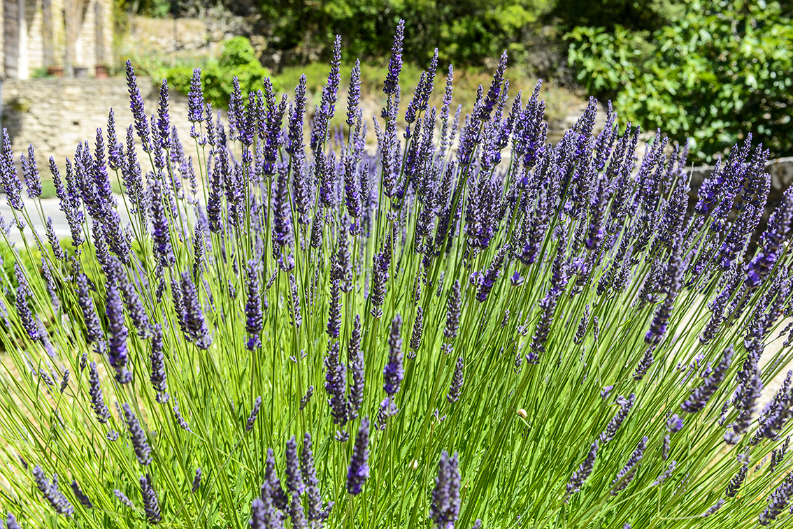 Travels in France (8) Gordes - the most beautiful town in Provence ...