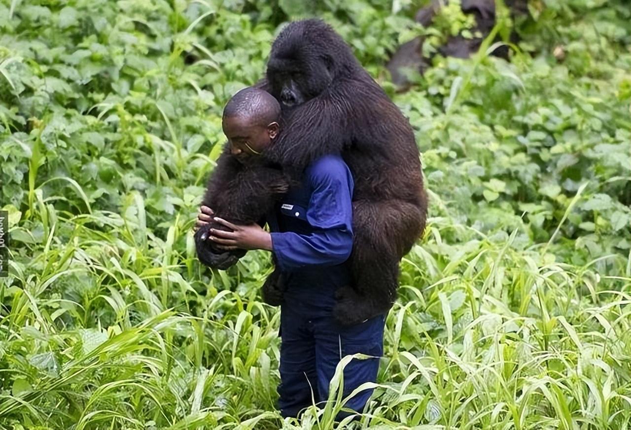 Surprising experiment revealed: the secret of human-animal hybrid life ...