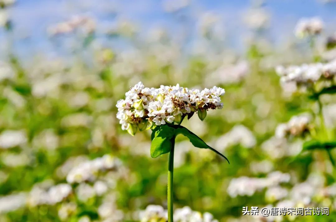 Autumn snow covered buckwheat flowers - iNEWS