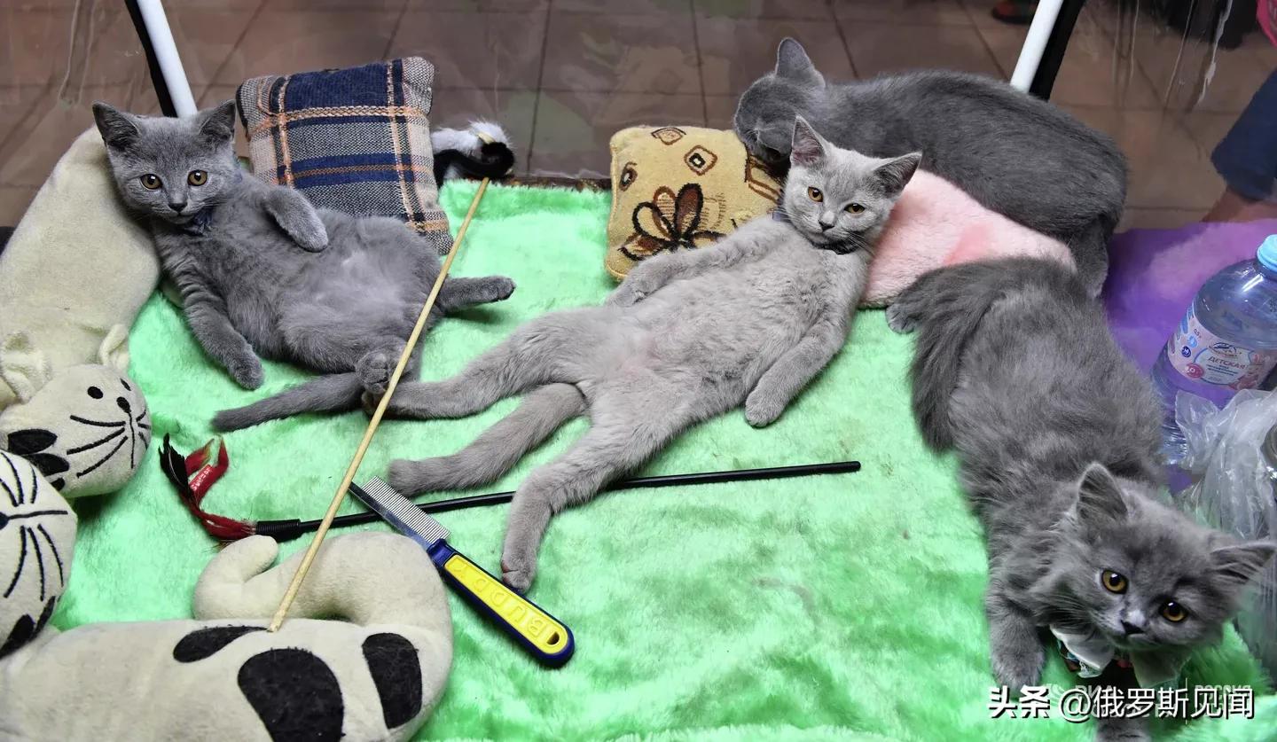 A cat lover's paradise!Come see the cuties at the Moscow Cat Show - iNEWS