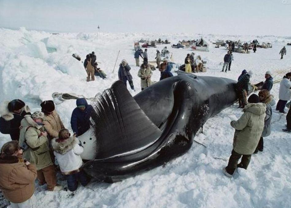 Inuit eat raw meat almost all their lives, why?Genetic variation or ...