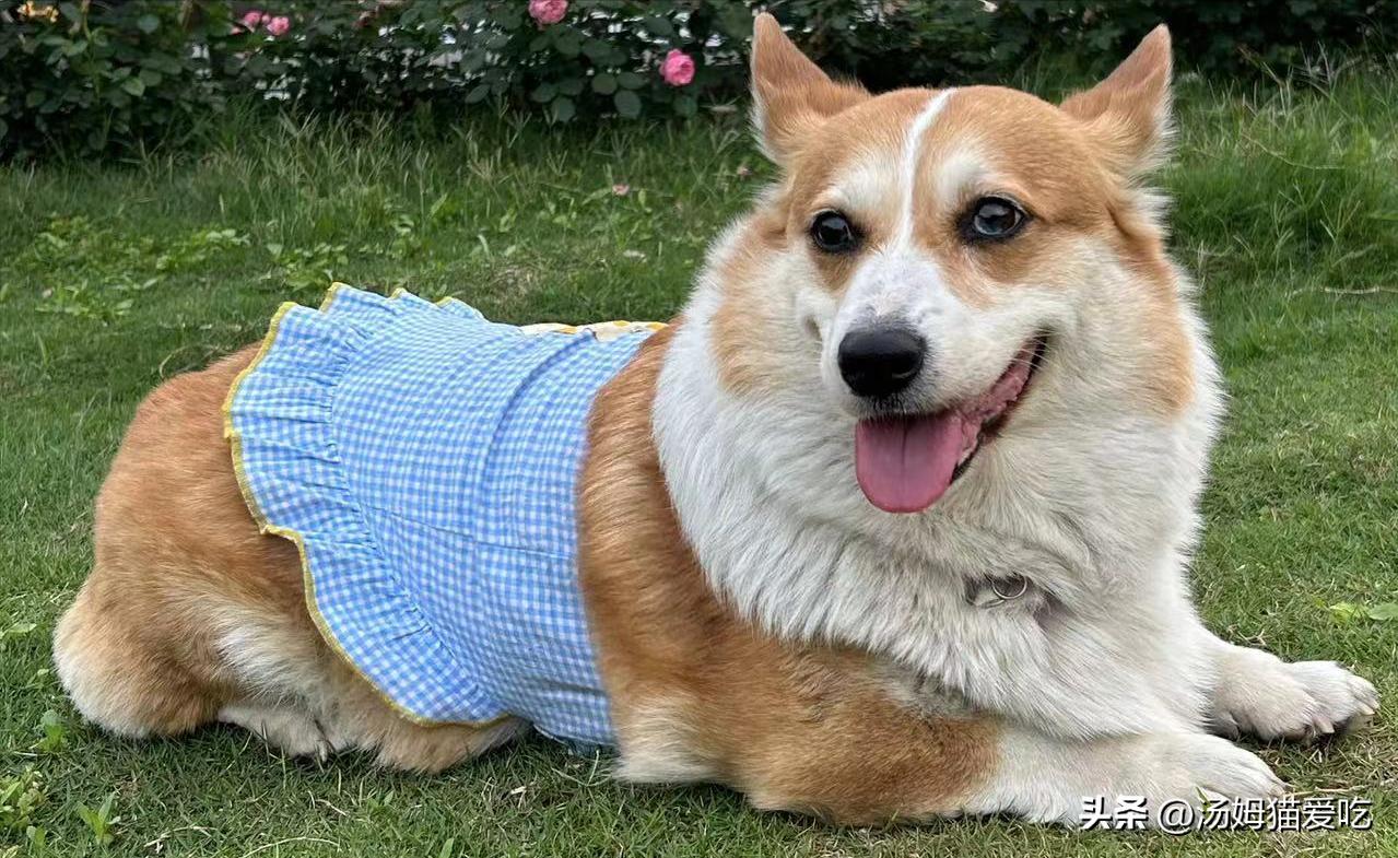 I don't want you to go through the detour of raising a dog again! - iNEWS