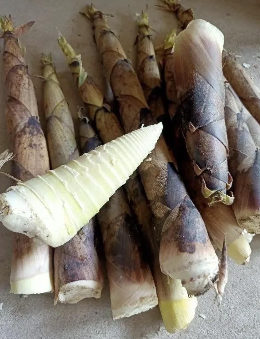 wild vegetables in spring - iNEWS