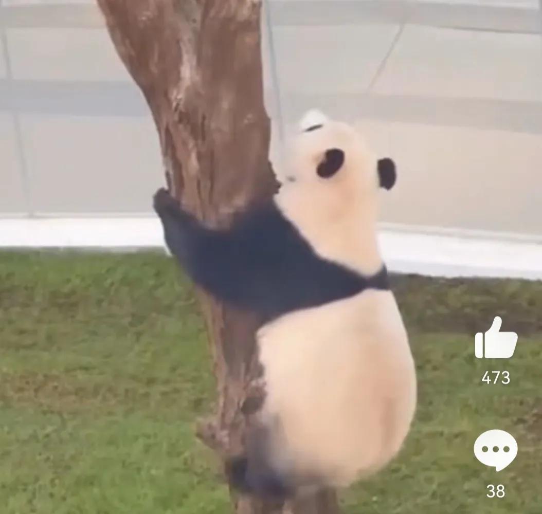 "Here, Guolai Guolai" living in the Middle East, the giant panda ...