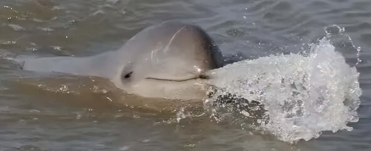 The cute and rare fat house happy dolphin─Ihe dolphin - iNEWS