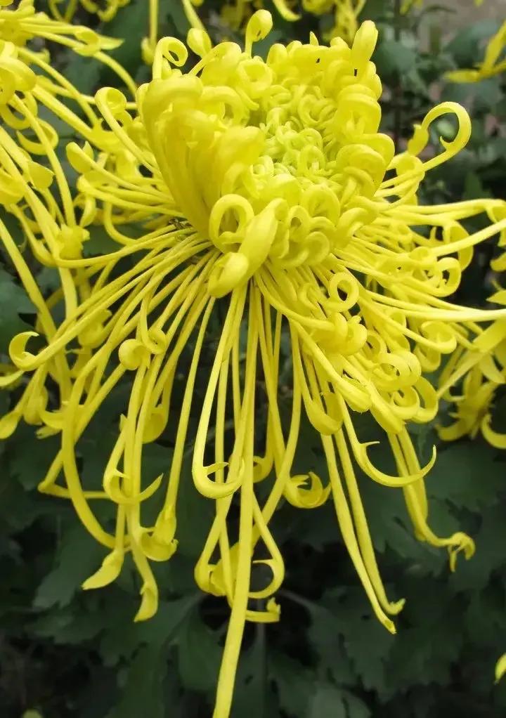 Five Laws · Qiu Yun (original) - iNEWS