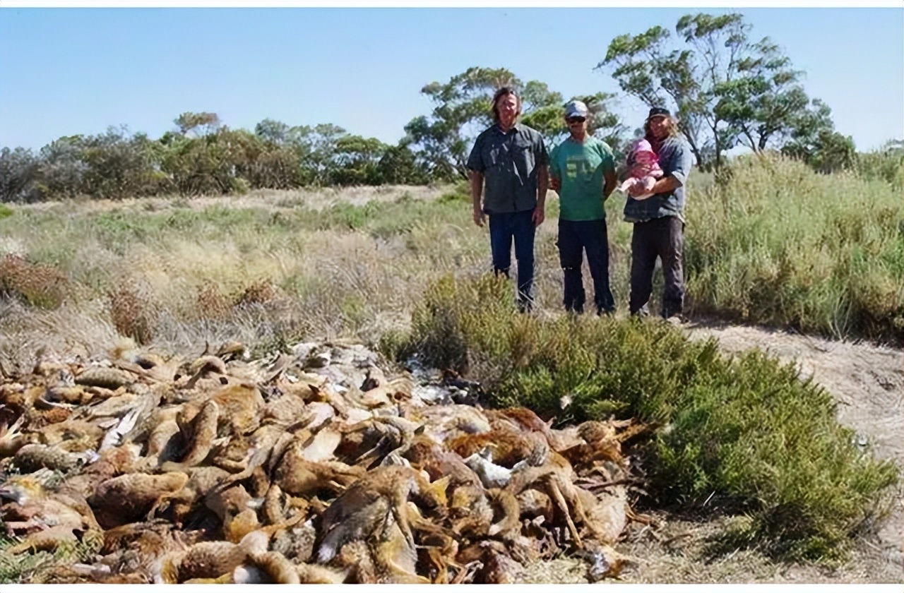 Could putting Australia's 10 billion rabbits into the Jurassic cause an ...