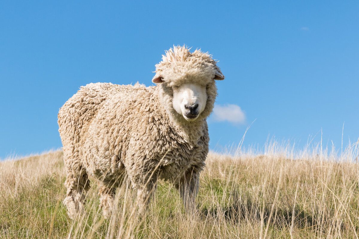 Sheep people will have smooth sailing on March 11th - iNEWS