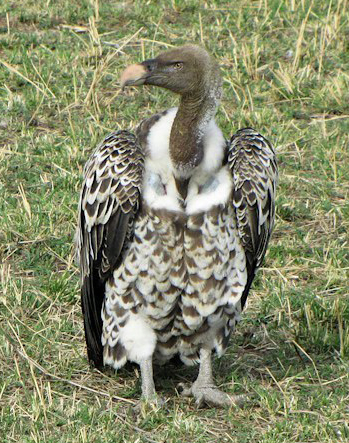 Top ten birds in the world - iNEWS