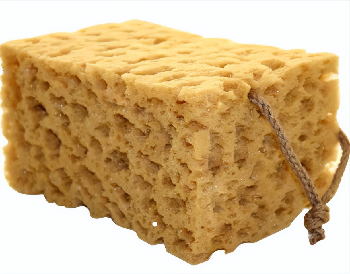 Smash can live! The sponges we use are their corpses, why did the ...