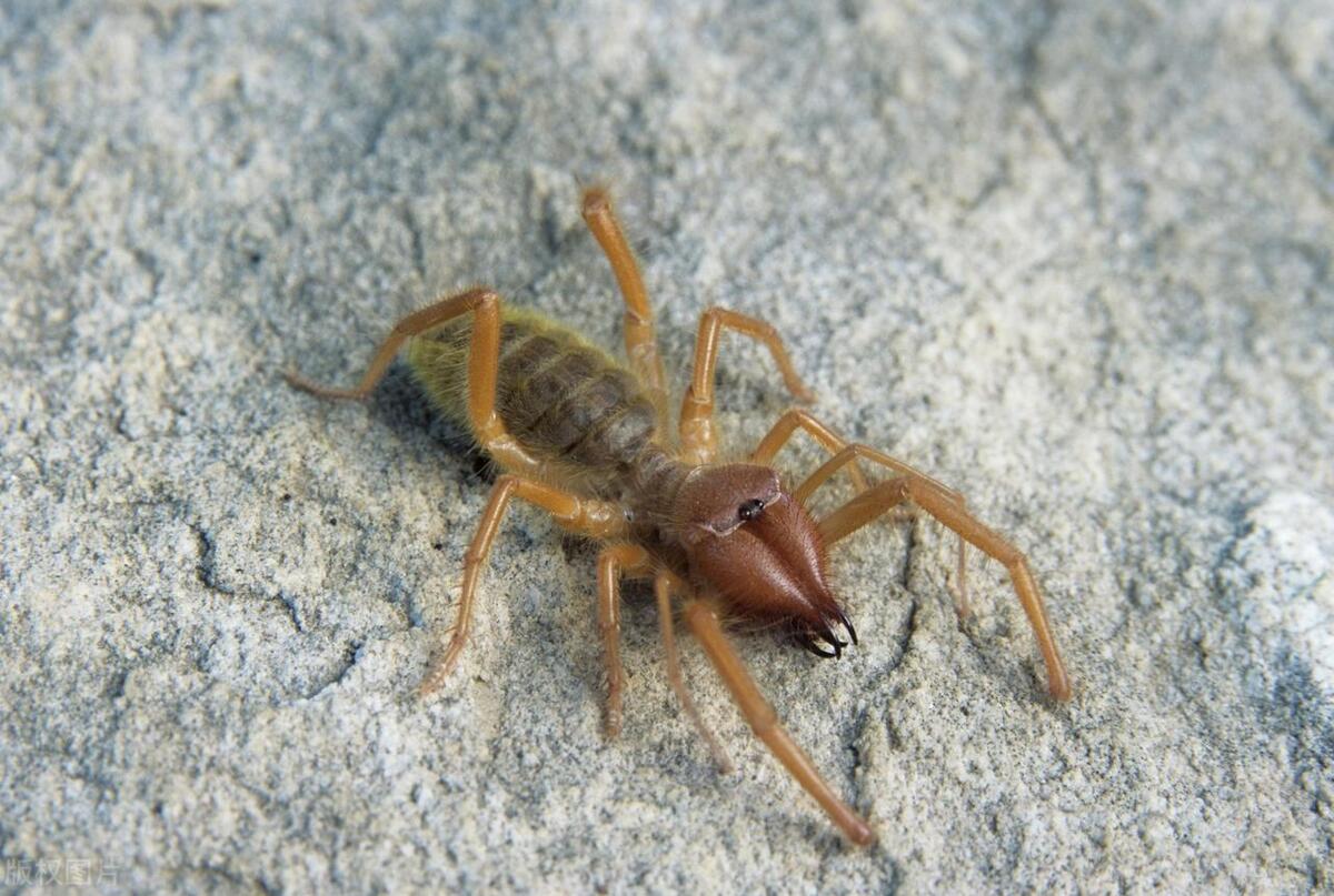 Will trampling a scorpion attract a swarm of scorpions? What are the ...