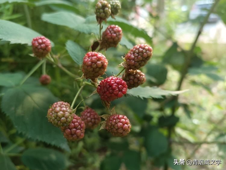 Waves Washing Sands and Rain at Night (Seven Outer Songs) - iNEWS