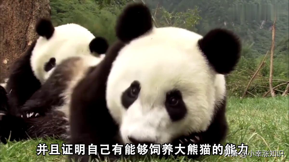 How hard is it to rent a giant panda from a foreign country?Holland ...