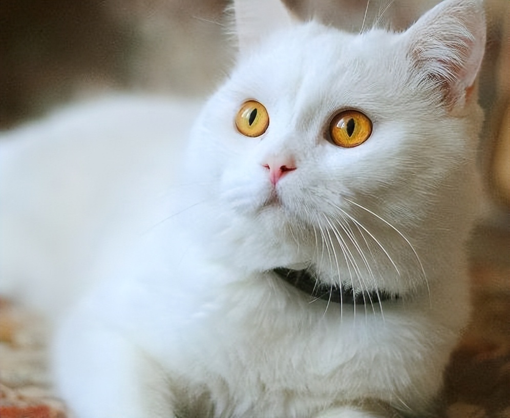 The biggest hero of Wu Zetian's ascendance - the real "human cat" Li ...