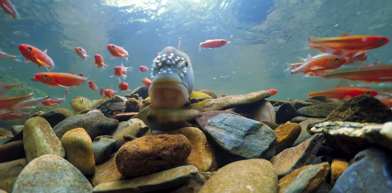 A fish who can build a mansion by himself is so inspiring - iNEWS