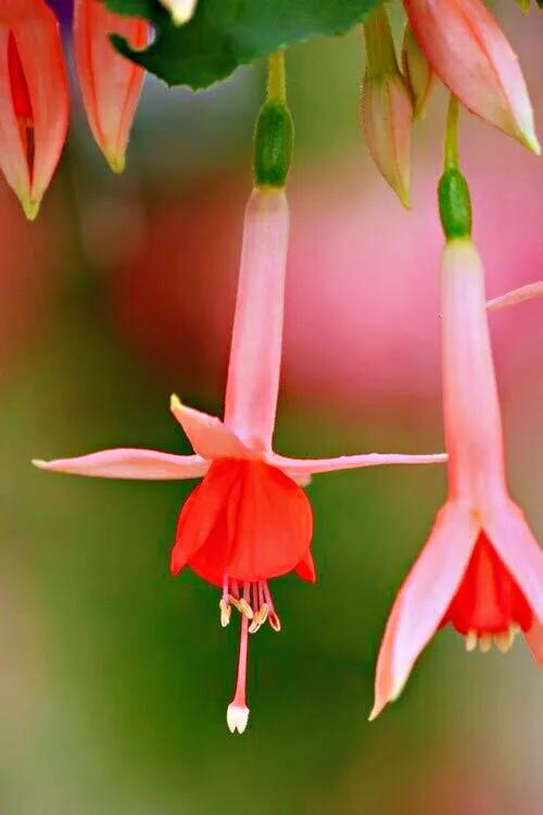 Fuchsia ~ The plant is elegant, flowers are like lanterns, hanging ...