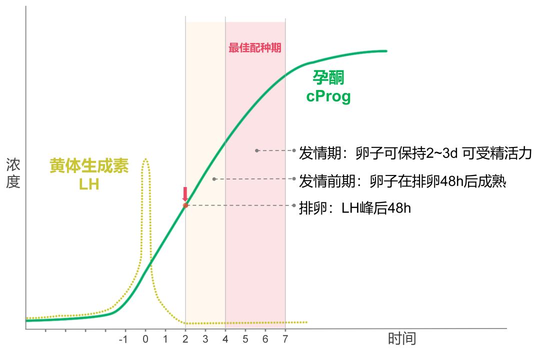 Canine Progesterone Testing: A Good Helper for Dog Breeding - iNEWS