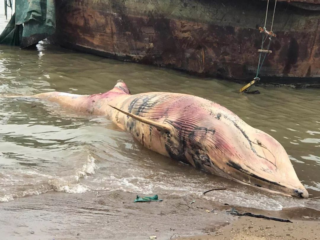 Why did the 181-ton blue whale carcass explode for no reason ...