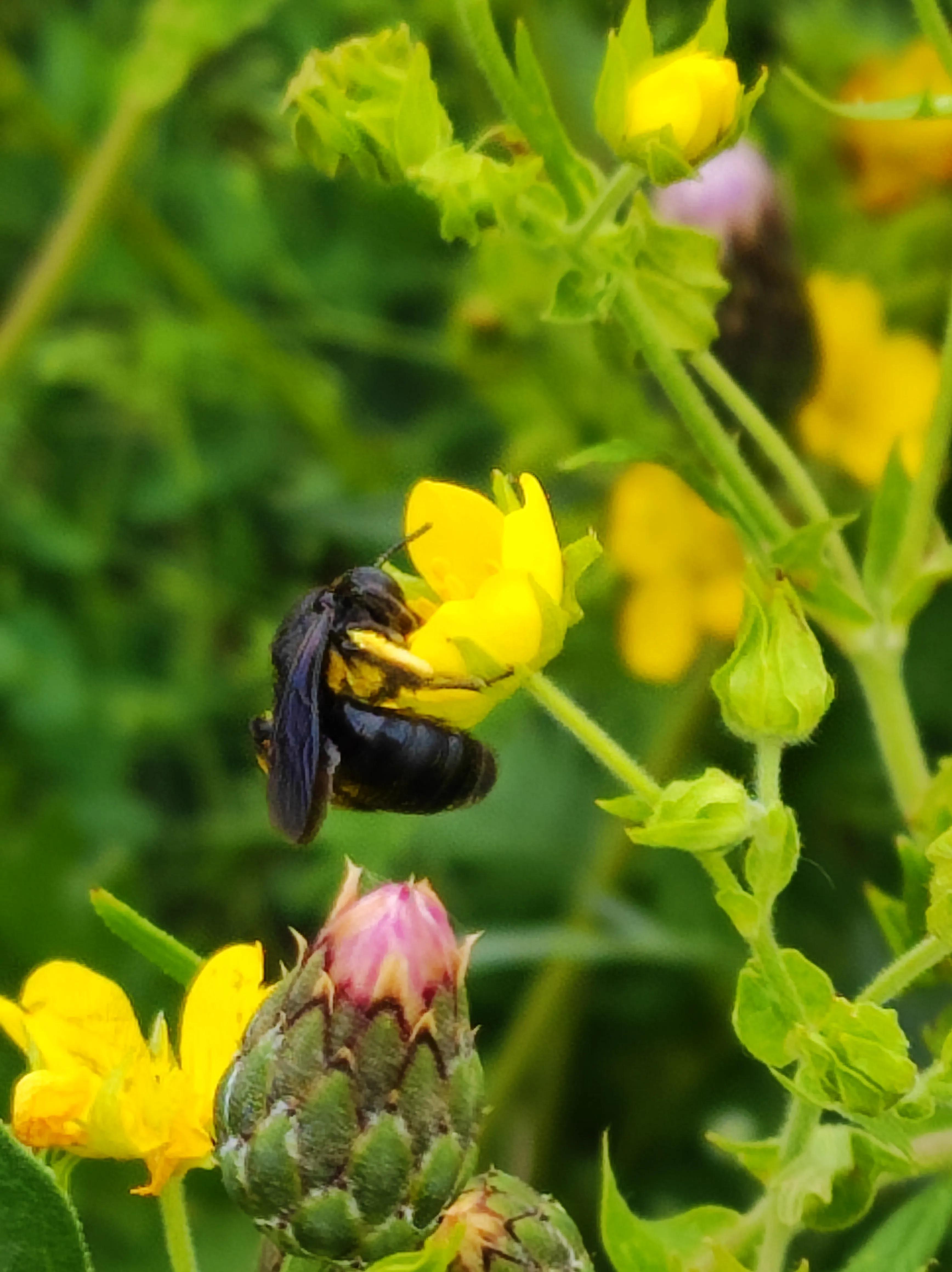 There Are Often Bees Between The Stamens Which One Is The Wasp Which there-are-often-bees-between-the-stamens-which-one-is-the-wasp-which