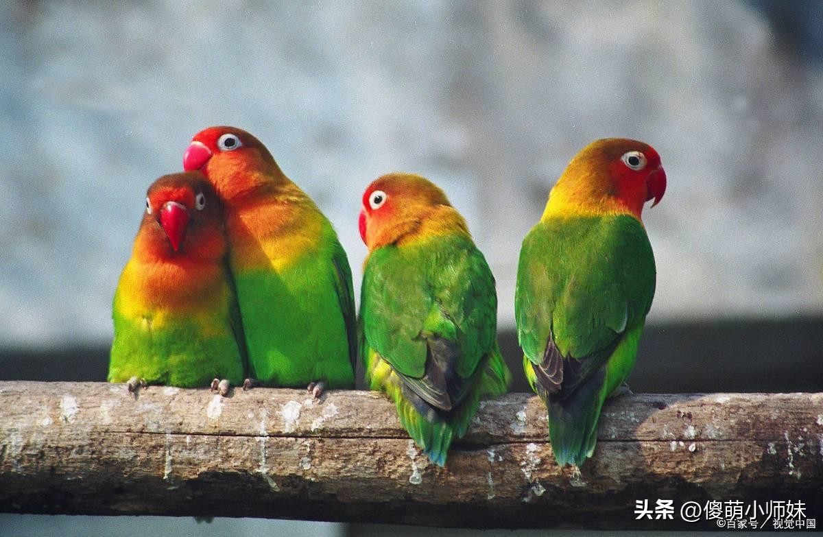How many years does a peony parrot live? Peony parrot lifespan revealed ...