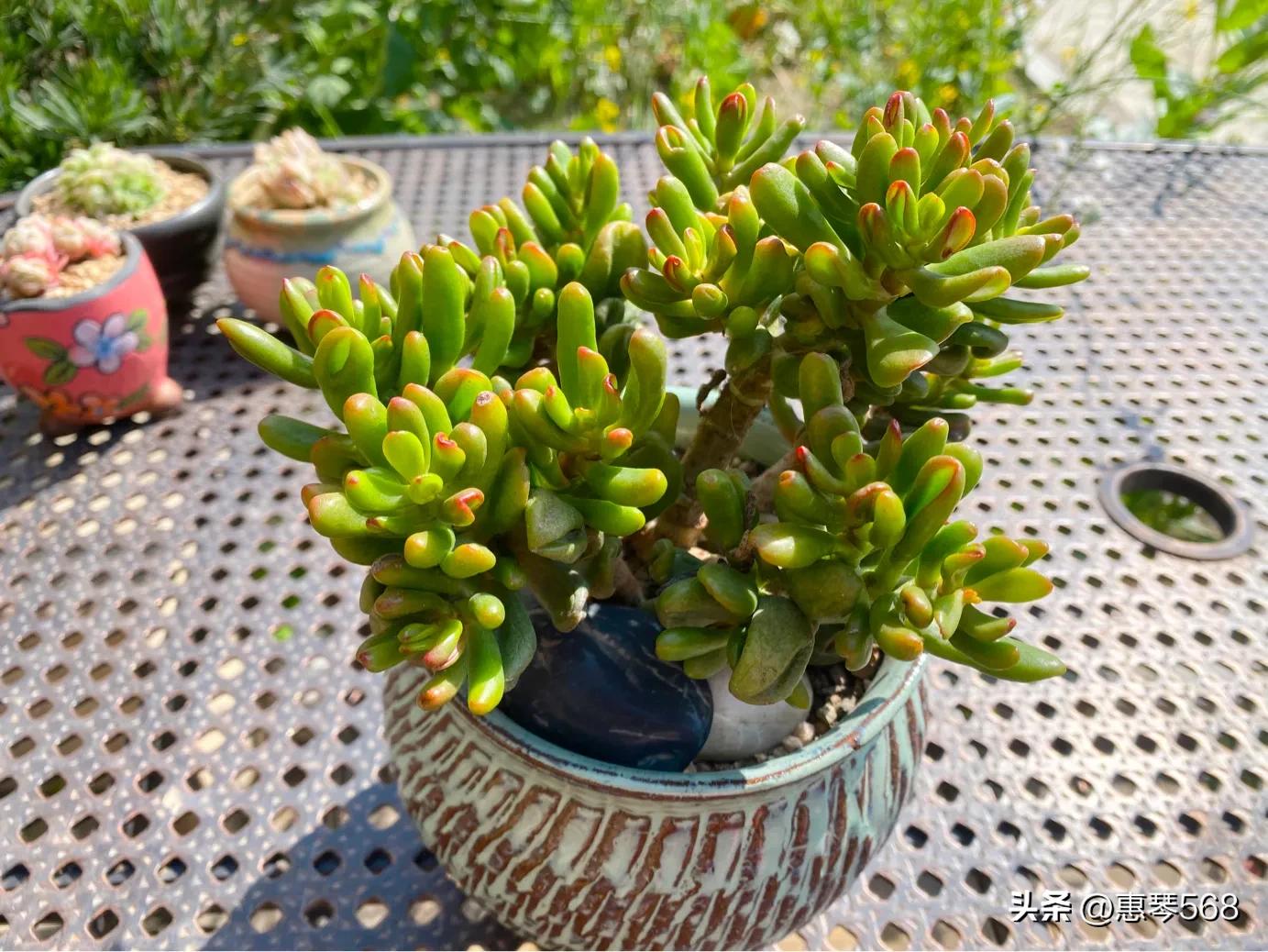 spring money tree - iNEWS