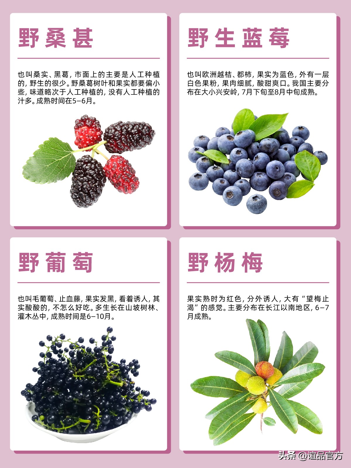 The name and taste of common wild fruit - iMedia