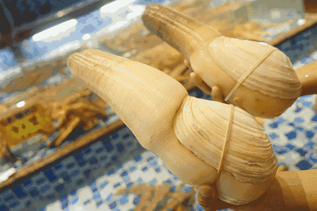 Elephant clams are here - iNEWS