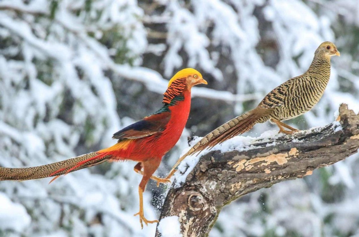 Such a beautiful creature, why did it have such a vulgar name of "Gold ...