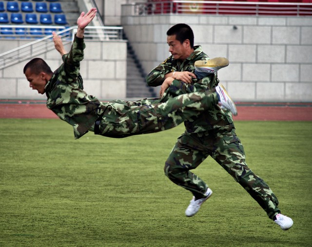 A newborn calf is not afraid of tigers, a small soldier meets the ...